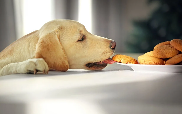 Cardápio :: 35 Receitas para Pets